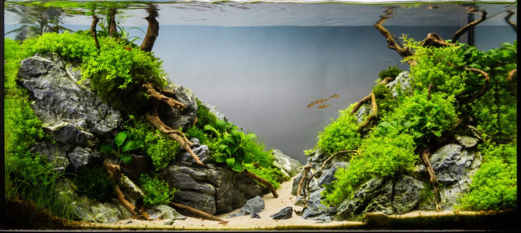 The different styles of aquascaping - UKASC